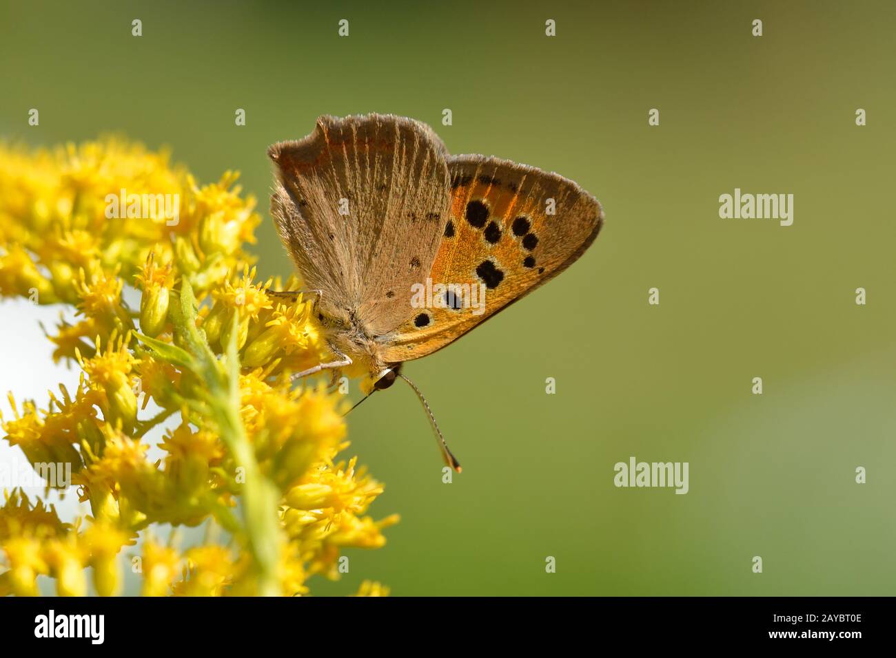 Canadian butterfly hi-res stock photography and images - Alamy