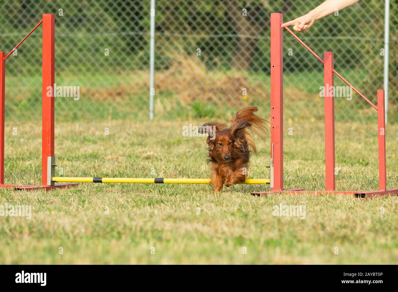 Dog jumping over training fence hi-res stock photography and images - Alamy