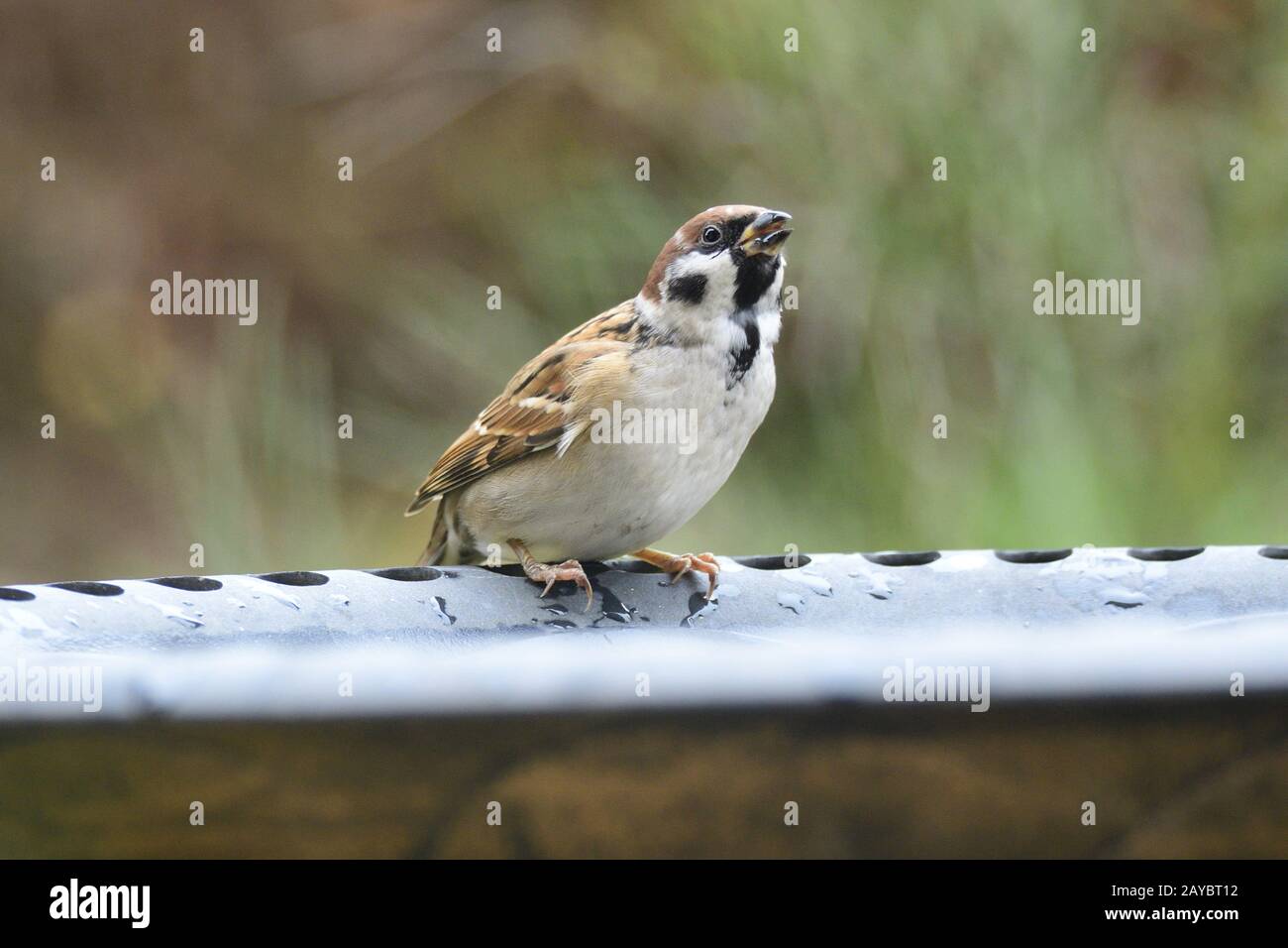 Eurasian tree sparrow close up hi-res stock photography and images - Alamy