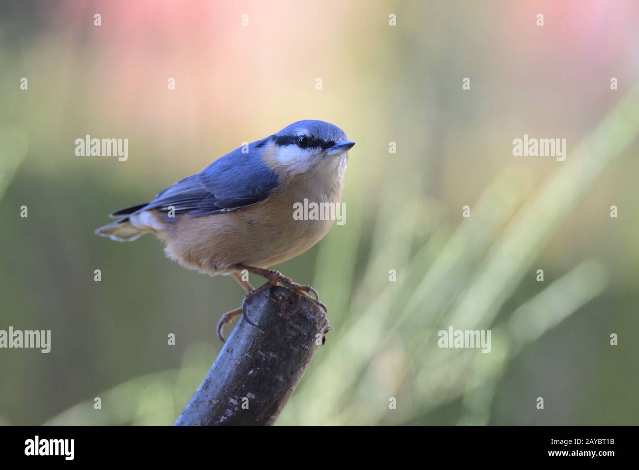 Beautiful birdwatching hi-res stock photography and images - Alamy