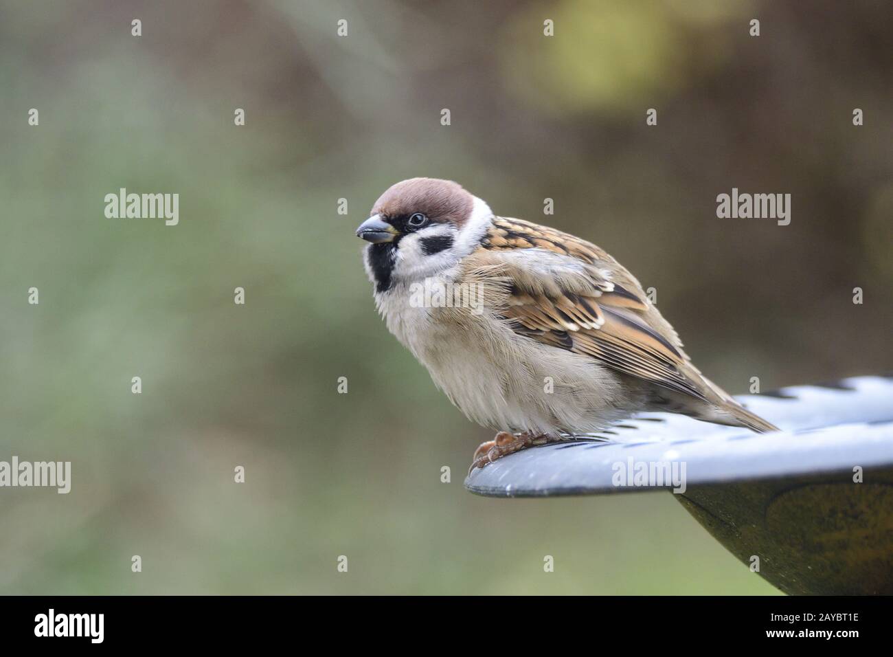 Eurasian Tree Sparrow Stock Photo - Alamy