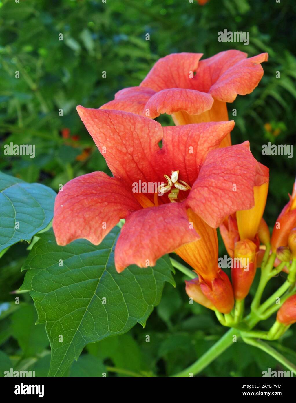 Bluhende trompetenblumen hi-res stock photography and images - Alamy