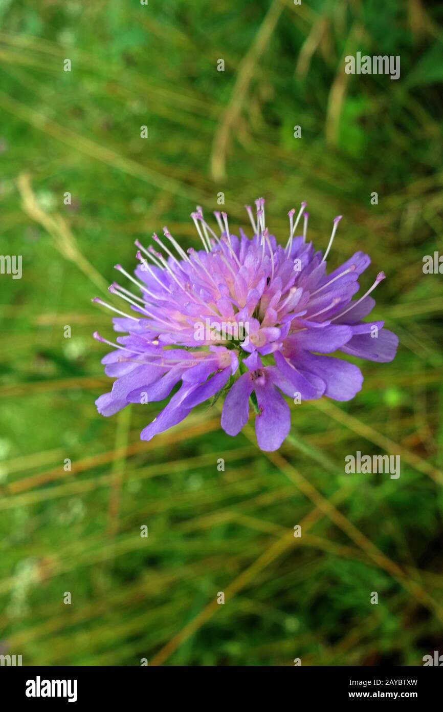 Tick weed hi-res stock photography and images - Alamy