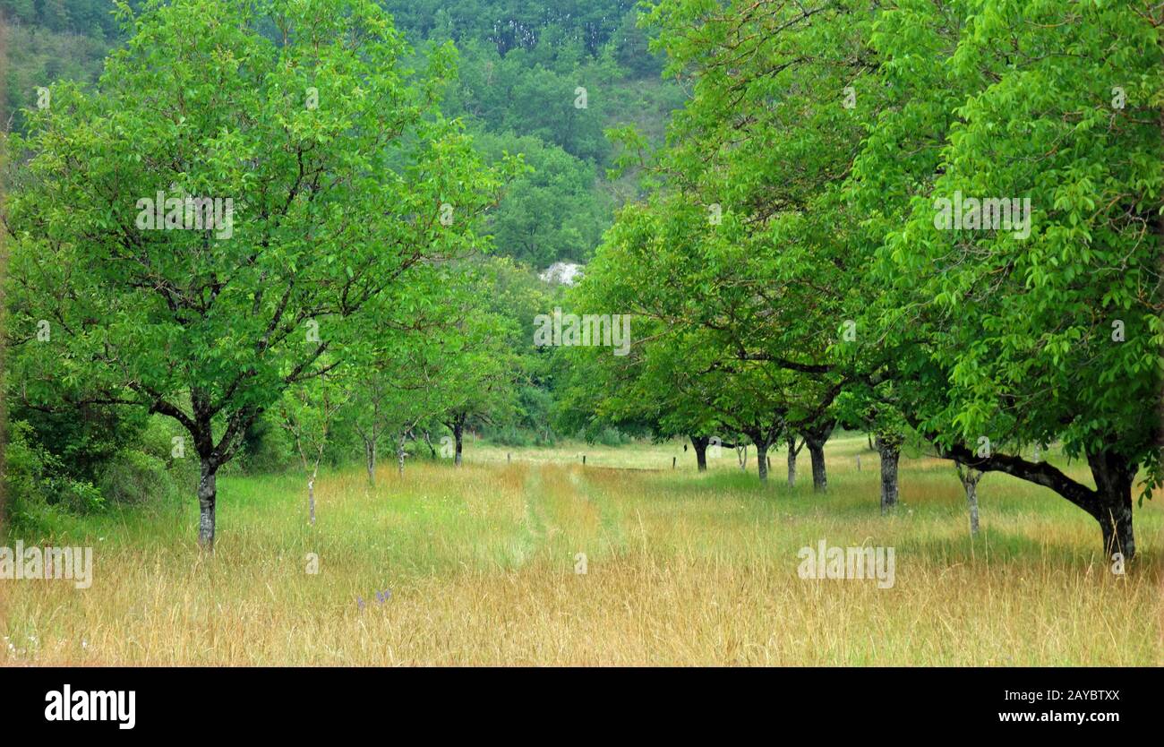 Walnussfamilie juglandaceae hi-res stock photography and images - Alamy