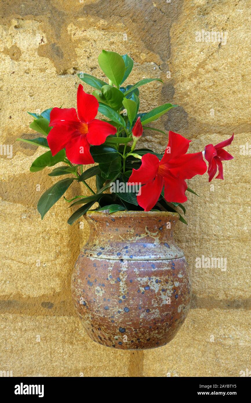 Mandevilla Sundaville High Resolution Stock Photography and Images - Alamy