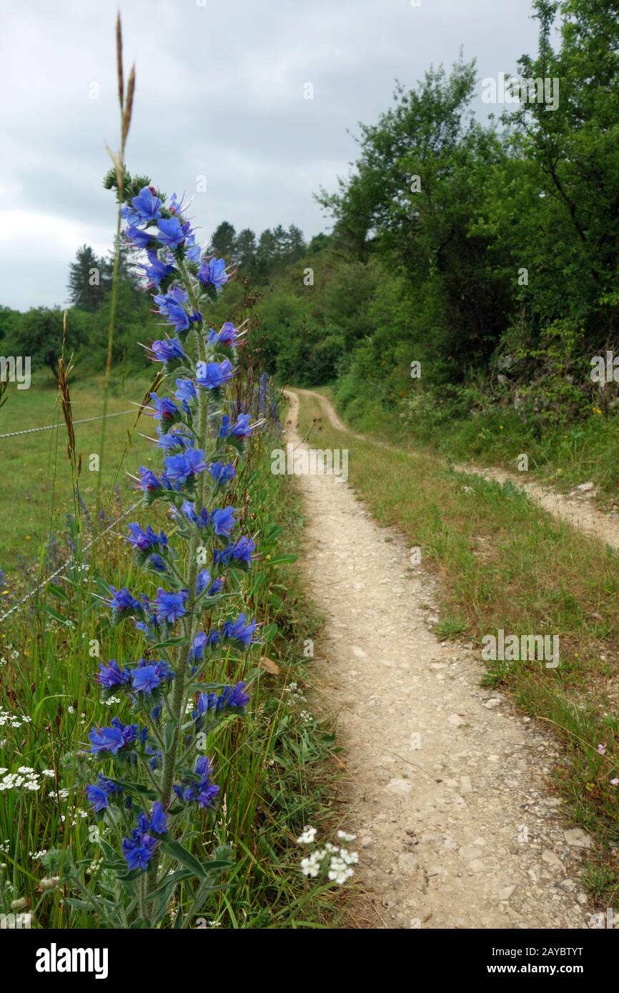 Ordinary Adderhead,Echium vulgare Stock Photo - Alamy