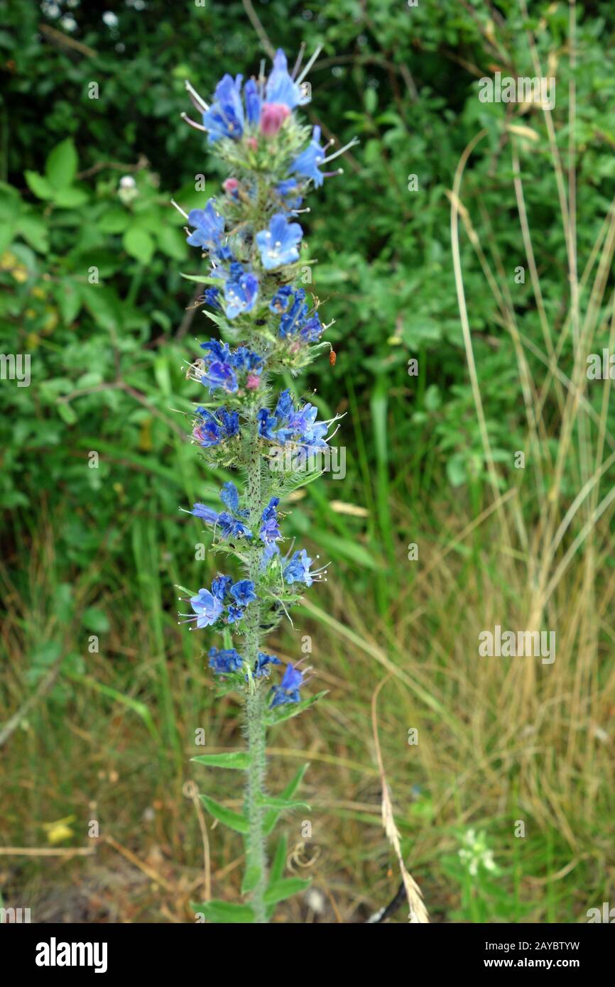 Ordinary Adderhead,Echium vulgare Stock Photo - Alamy