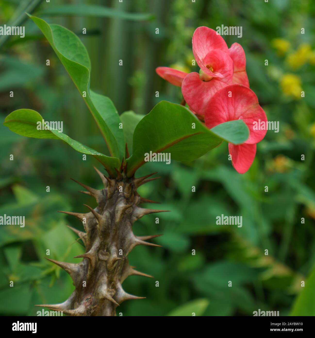 Amazing cactus hi-res stock photography and images - Alamy
