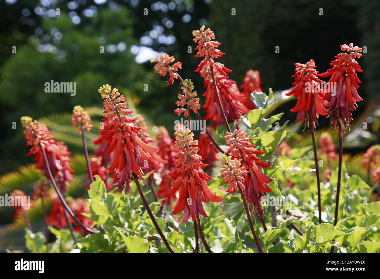dwarf kaffirboom or dwarf coral tree (Erythrina humana) - red ...