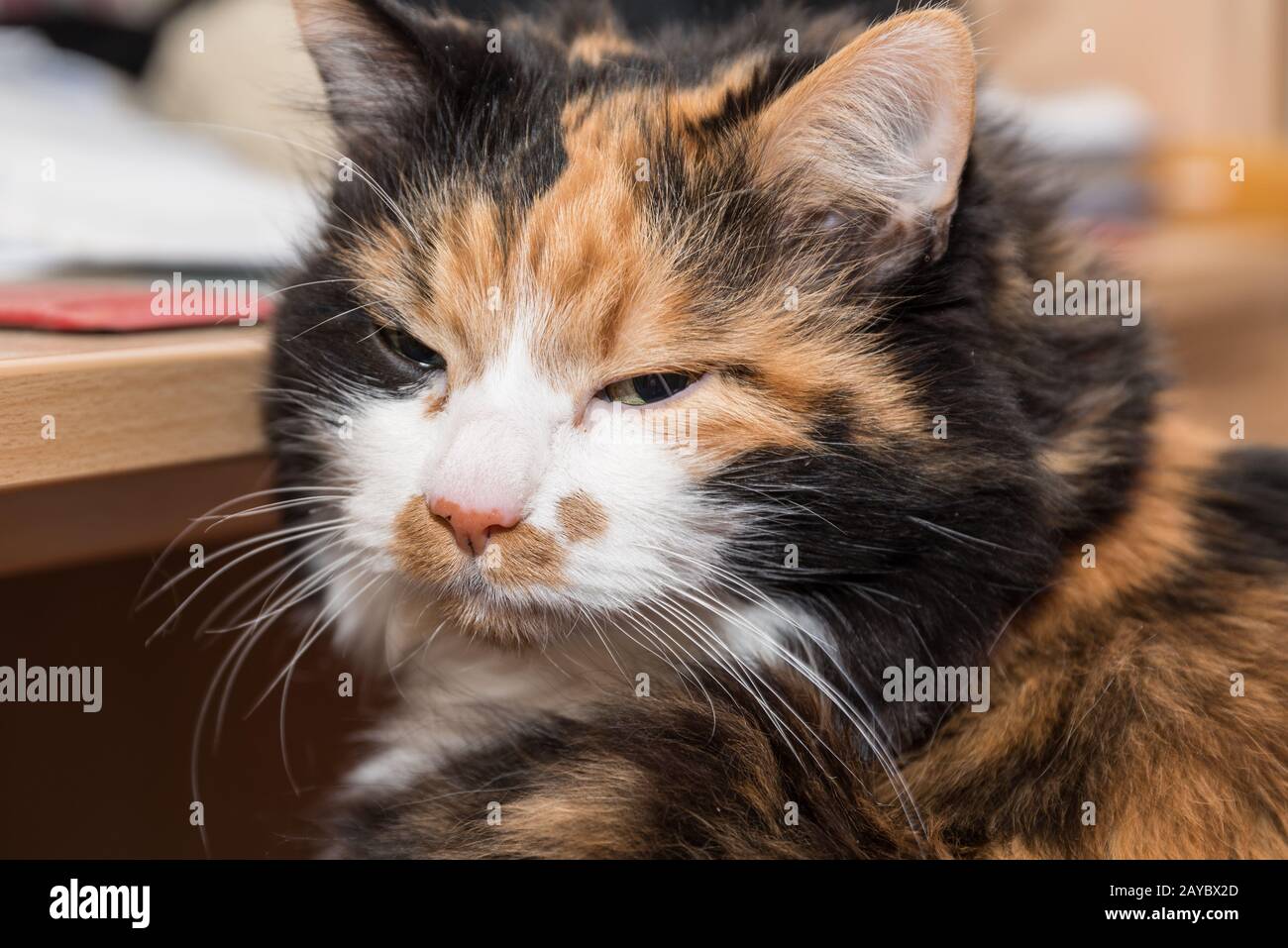 Soft cat hi-res stock photography and images - Alamy