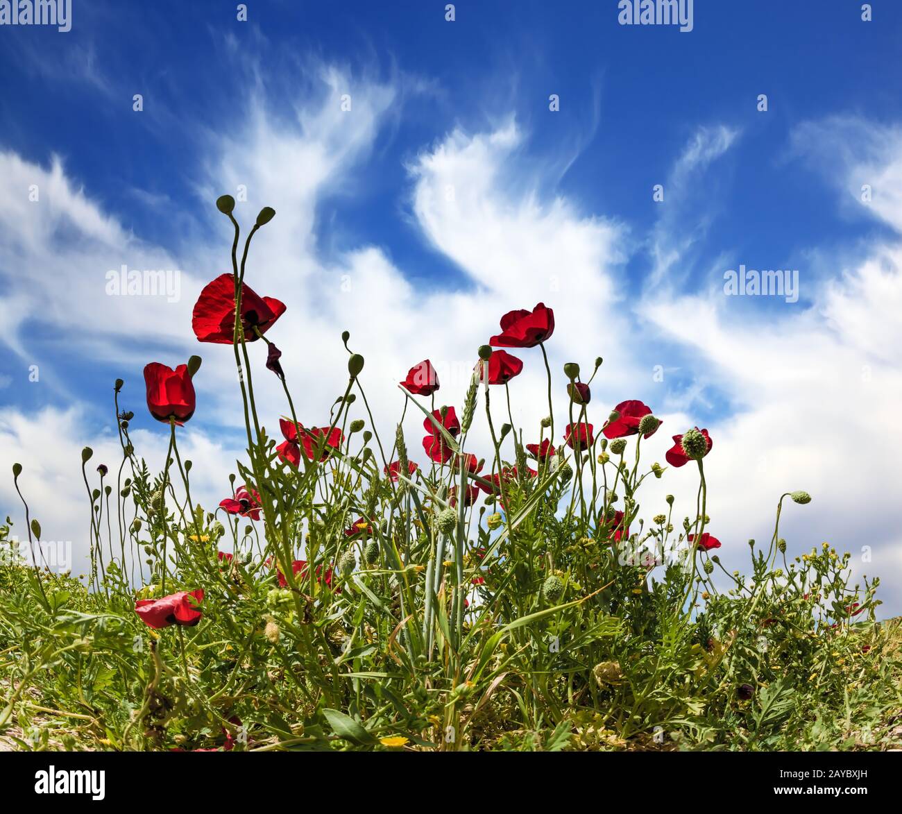 Buttercups hi-res stock photography and images - Alamy
