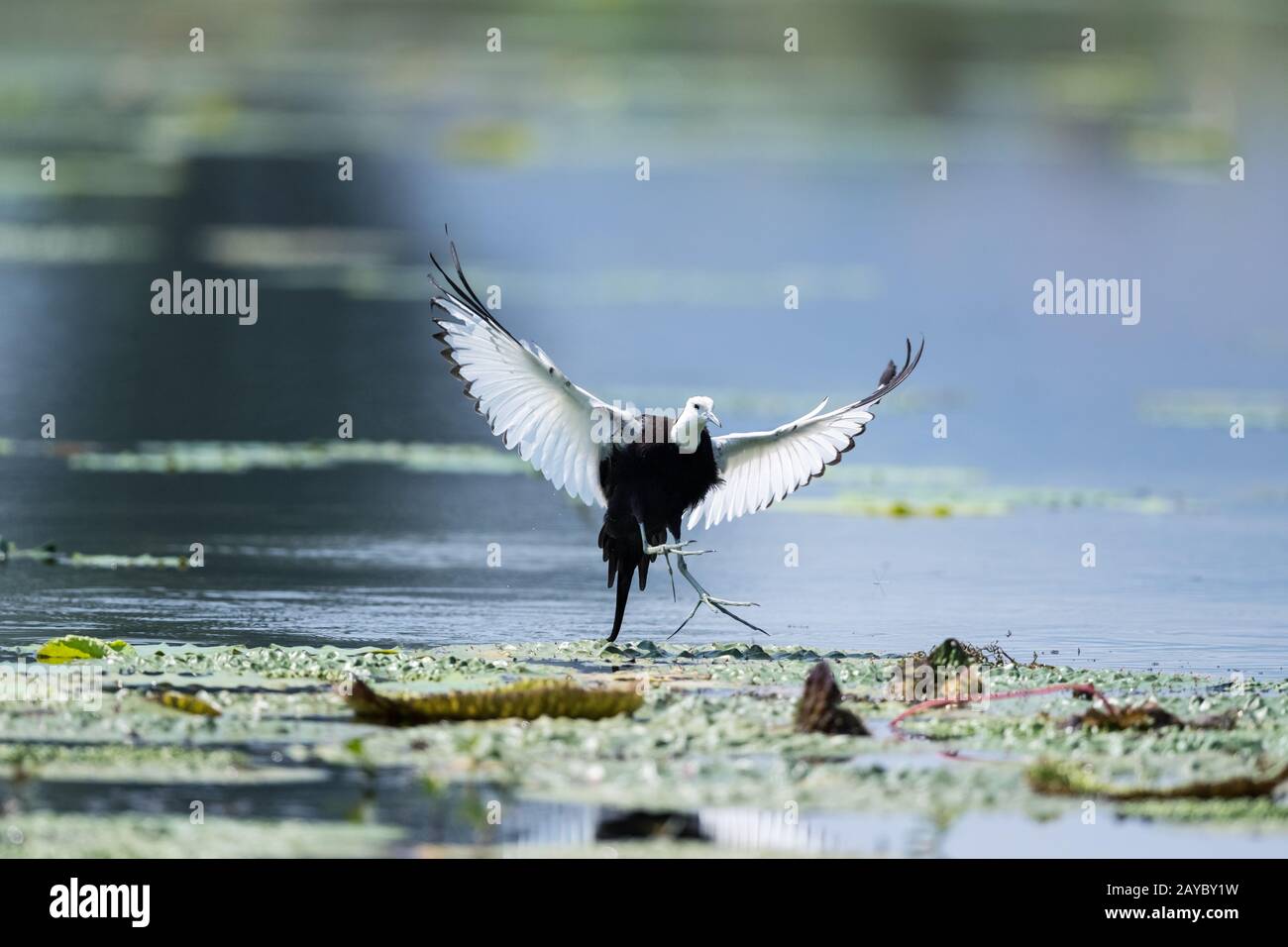 Jacana hi-res stock photography and images - Alamy