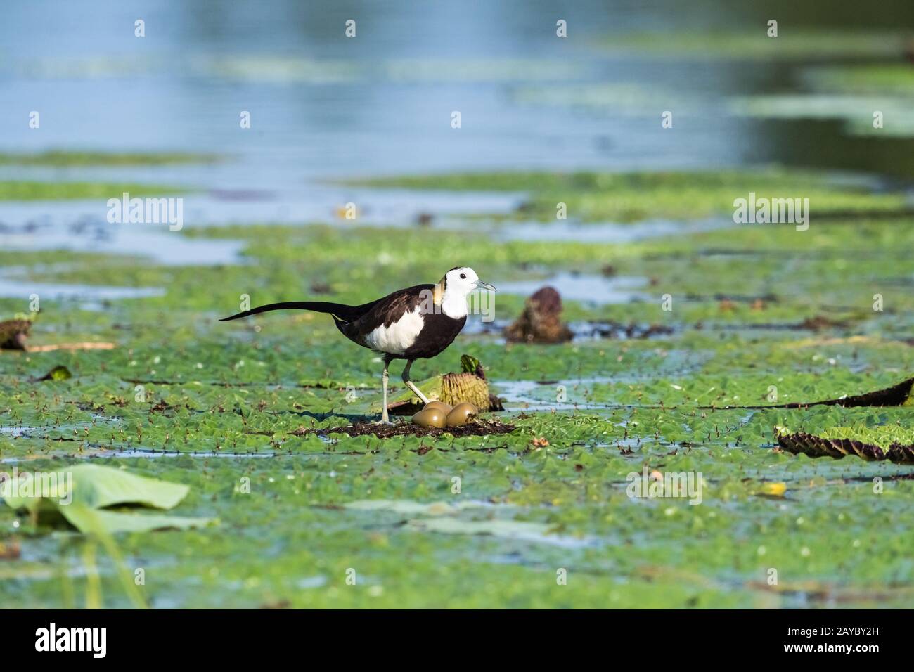 Pheasant tailed jacana hi-res stock photography and images - Alamy