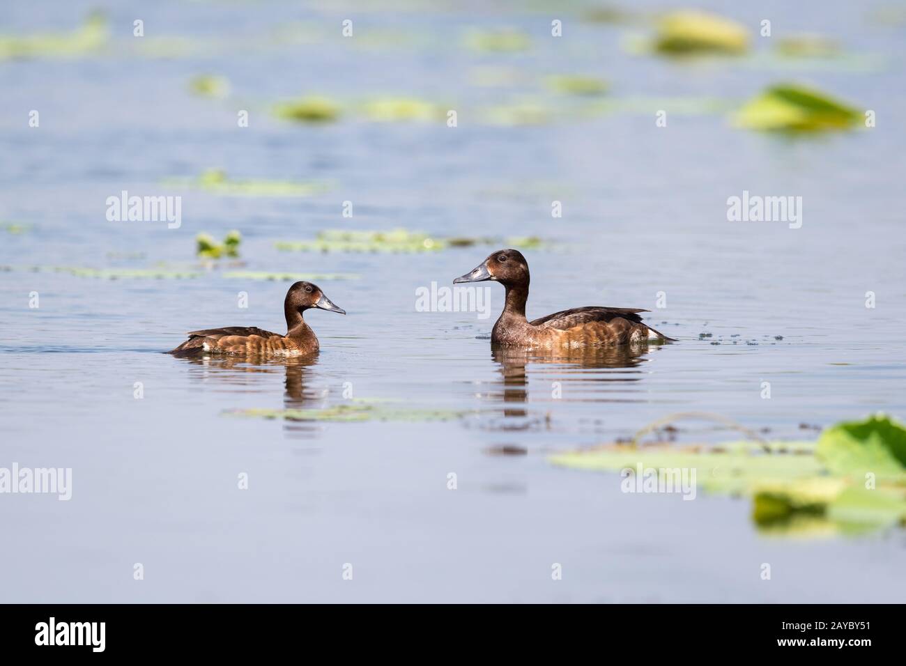 Ferruginous hi-res stock photography and images - Alamy
