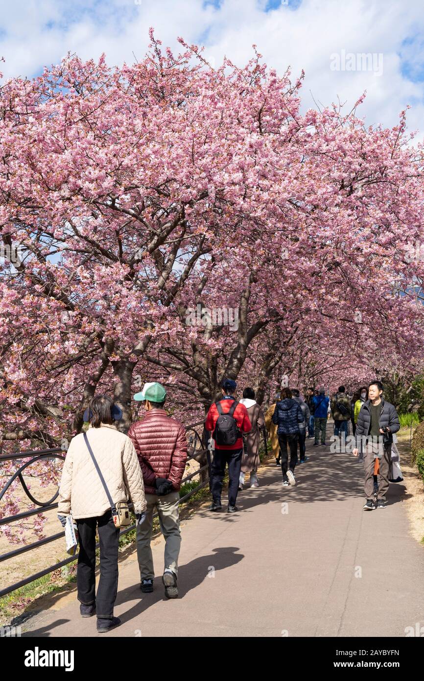 Kawazu Cherry blossom festival, Kawazu-cho, Kamo-gun, Shizuoka ...