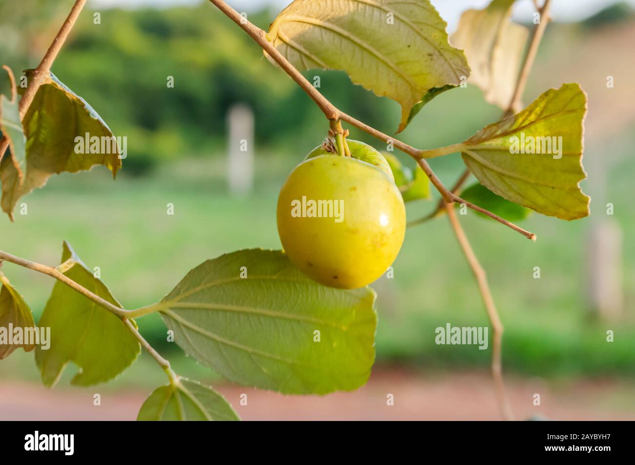 Chinese plums hi-res stock photography and images - Alamy