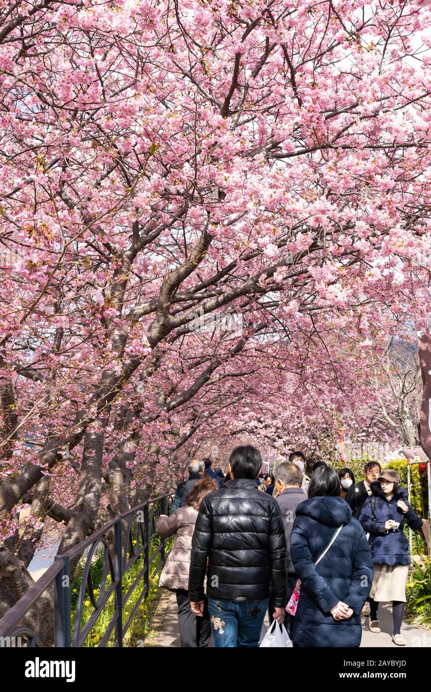 Kawazu Cherry blossom festival, Kawazu-cho, Kamo-gun, Shizuoka ...