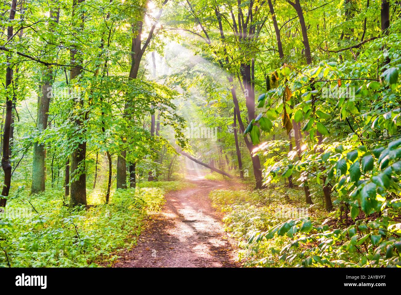 Through forest green hi-res stock photography and images - Alamy