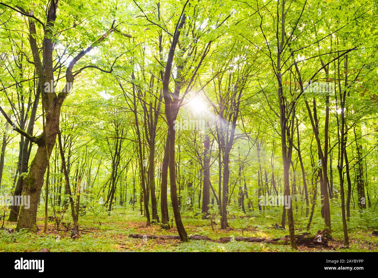 Beautiful green forest mist trees hi-res stock photography and images ...