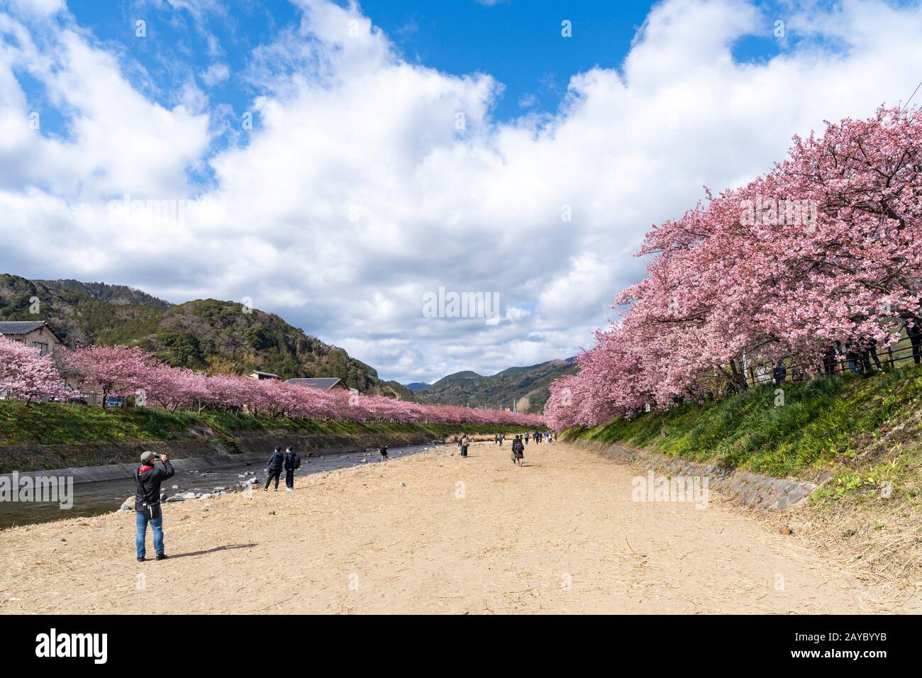 Kawazu Cherry blossom festival, Kawazu-cho, Kamo-gun, Shizuoka ...
