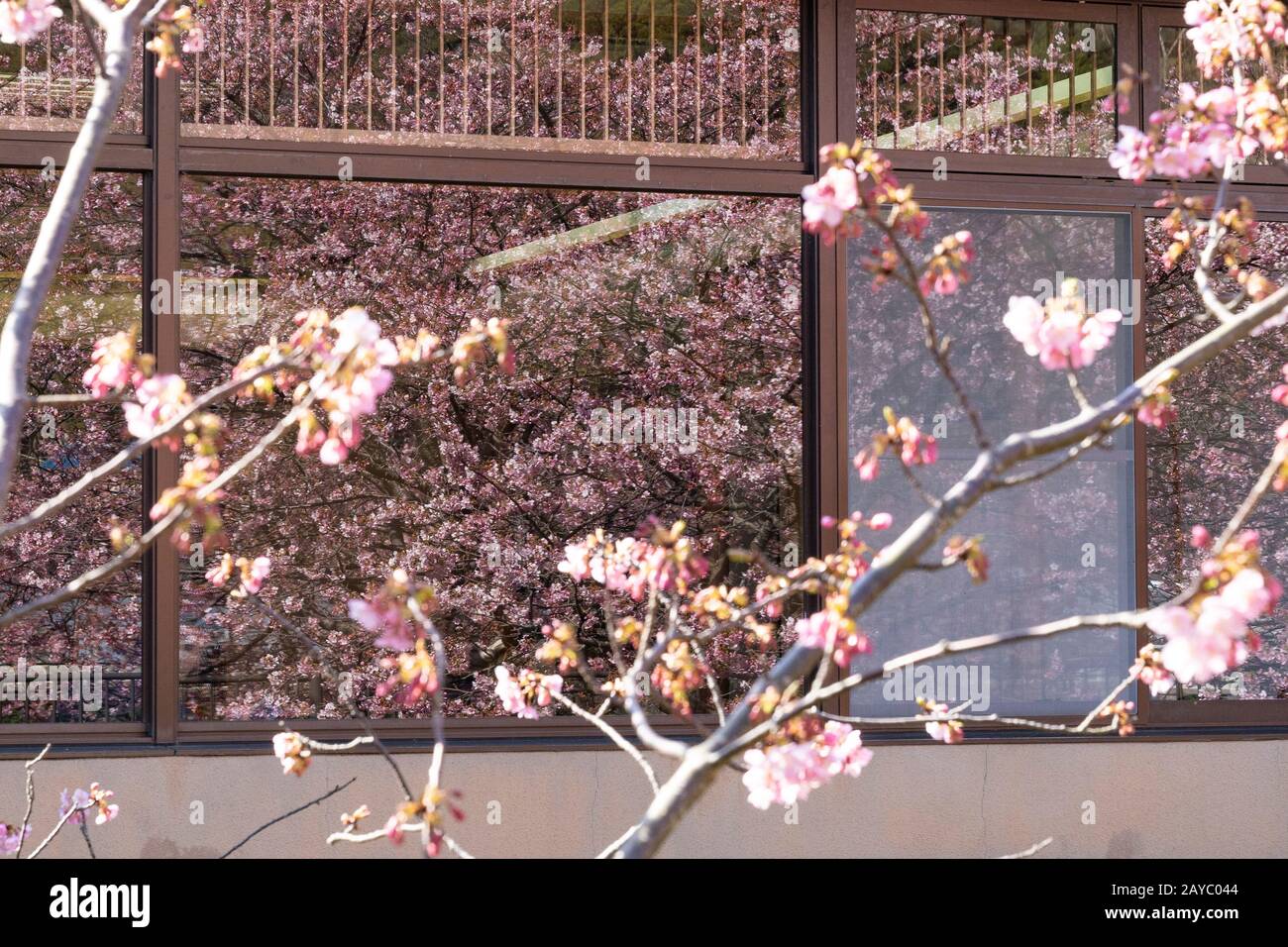 Kawazu Cherry blossom festival, Kawazu-cho, Kamo-gun, Shizuoka ...