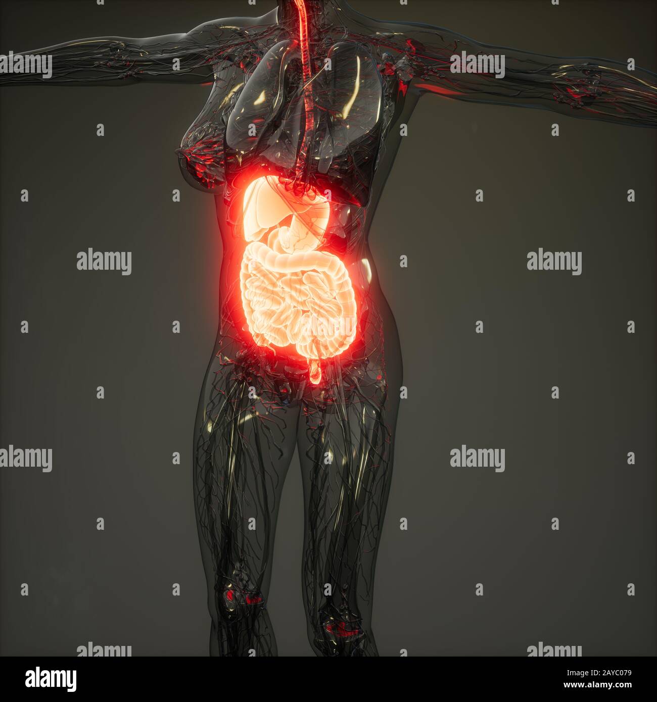 3d illustration of human digestive system parts and functions Stock ...