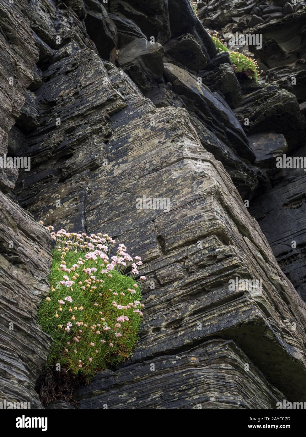 Flowers on the cliffs of moher Stock Photo - Alamy