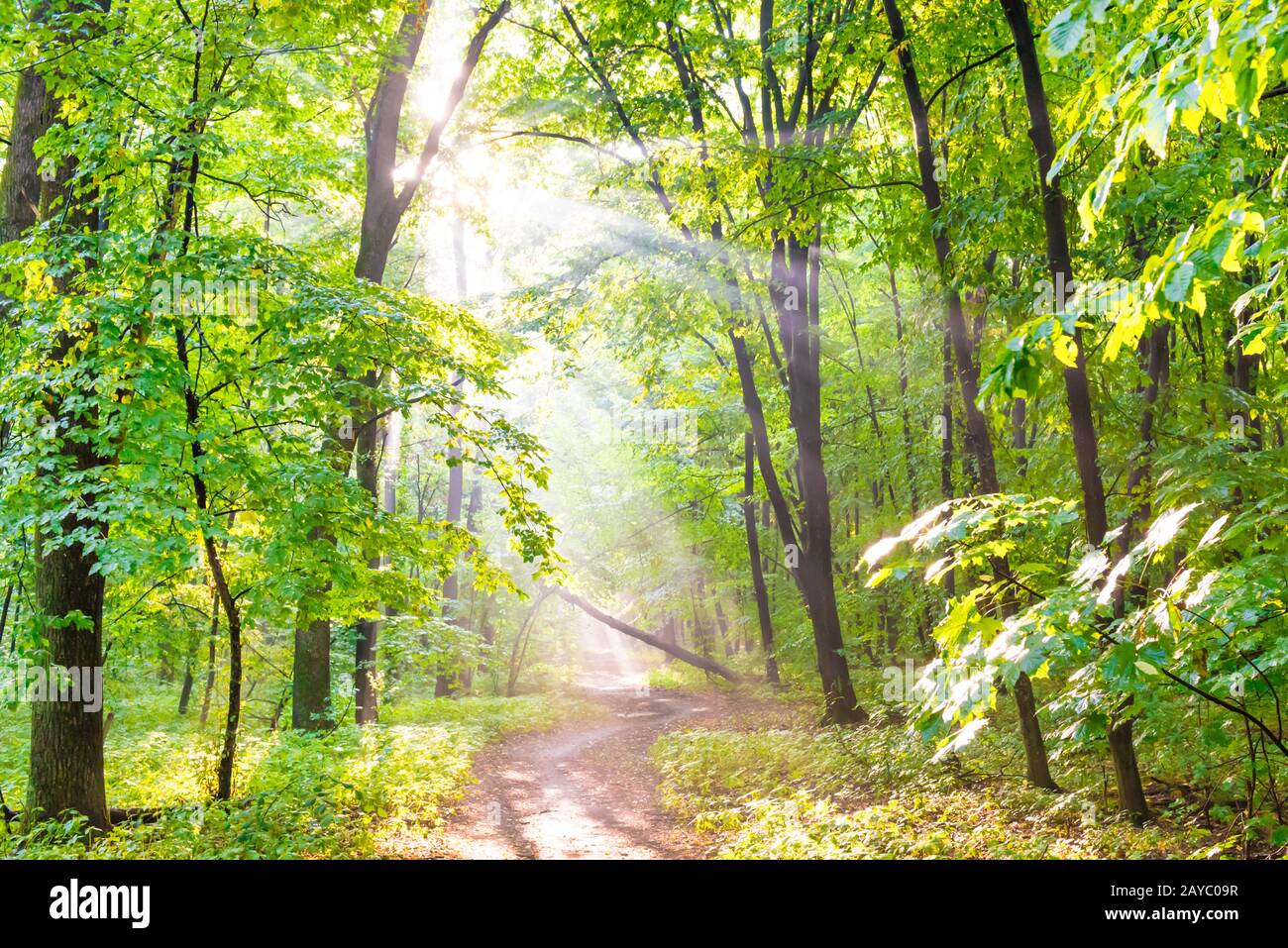 Green forest and sun light through fog Stock Photo - Alamy
