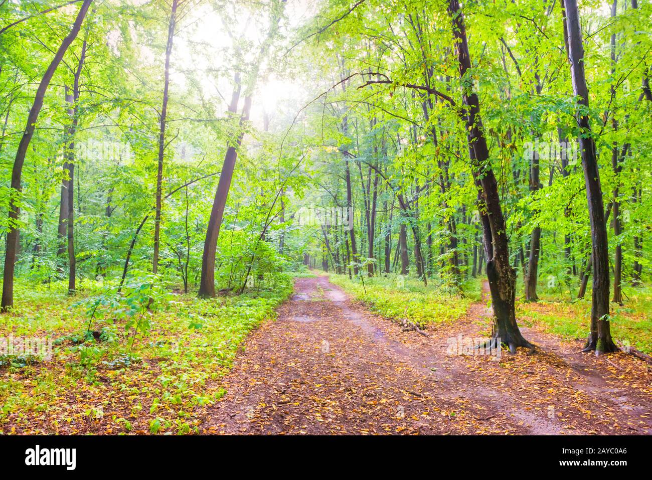 Light mist hi-res stock photography and images - Alamy