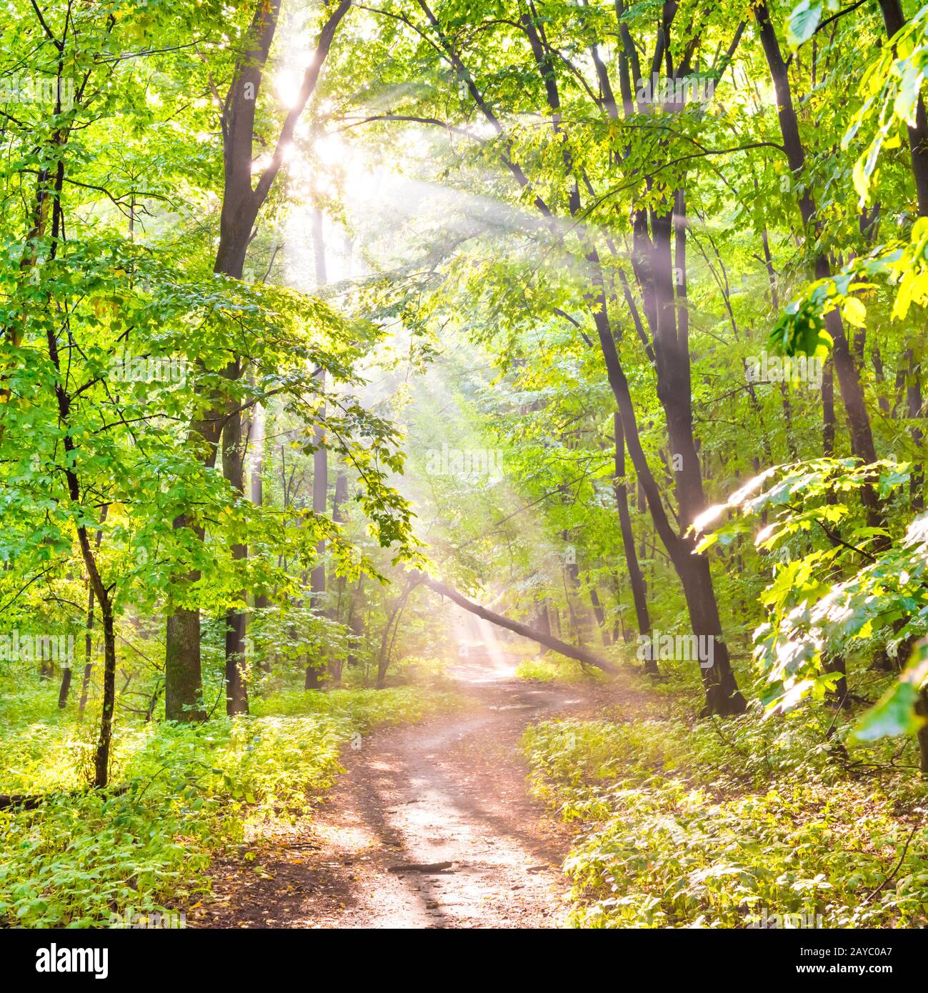 Green forest and sun light through fog Stock Photo - Alamy