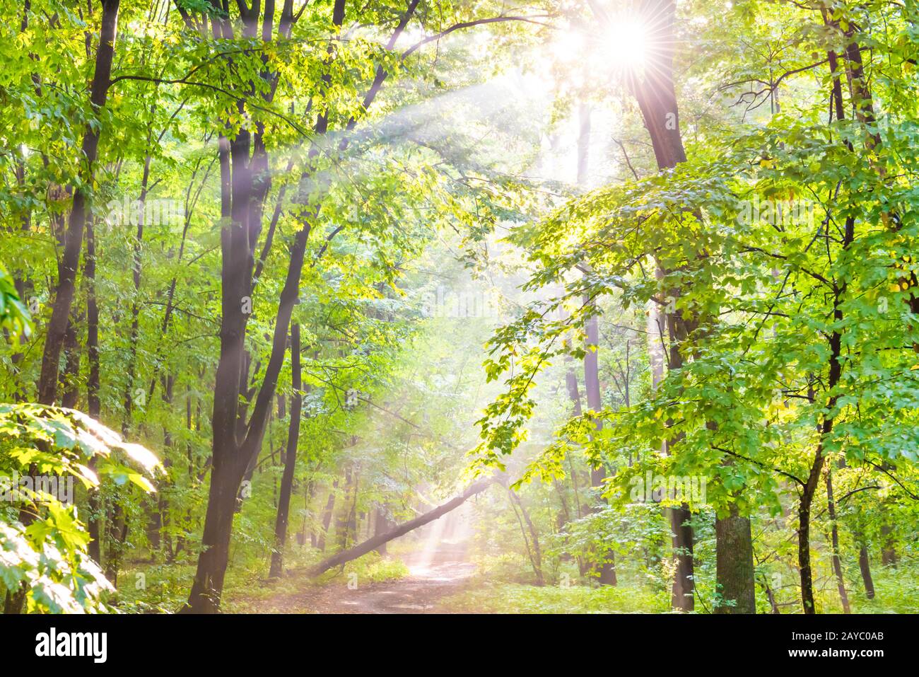 Green forest and sun light through fog Stock Photo - Alamy