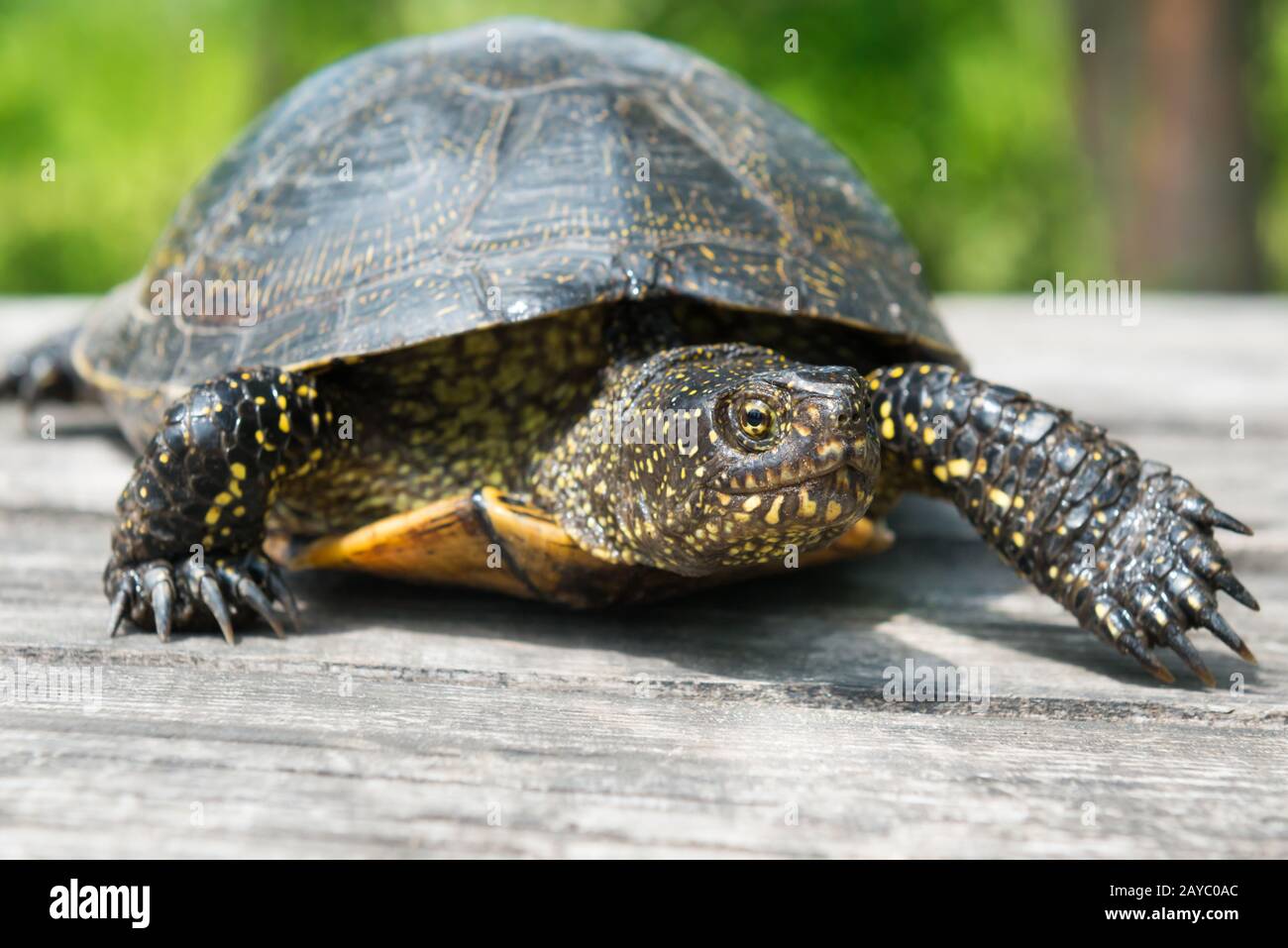 Old turtle hi-res stock photography and images - Alamy