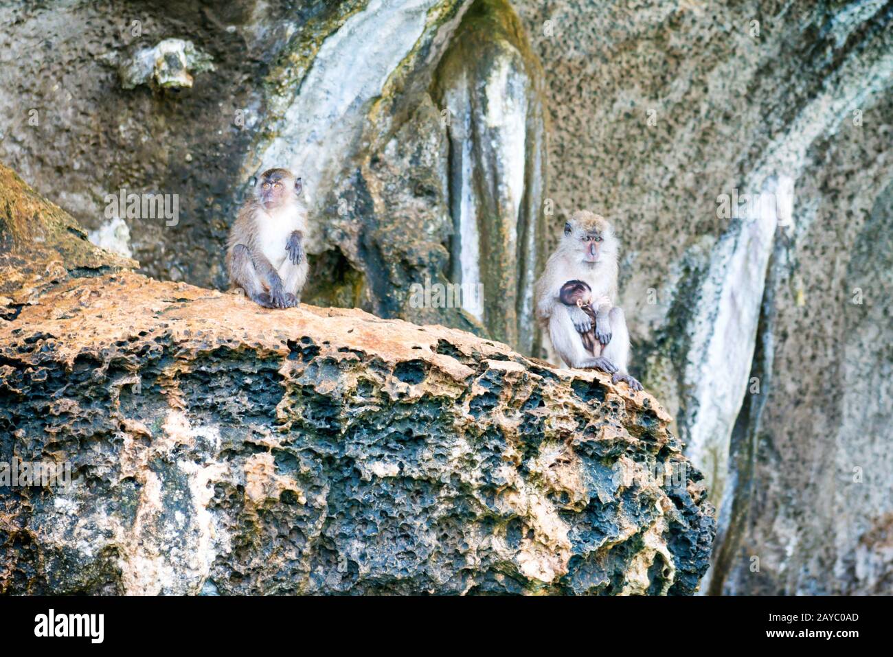 Group of wild monkeys sitting on rock Stock Photo - Alamy