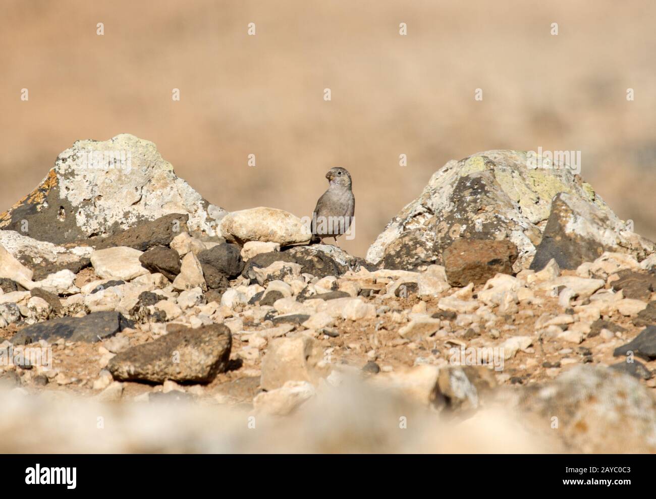 Napfformig hi-res stock photography and images - Alamy