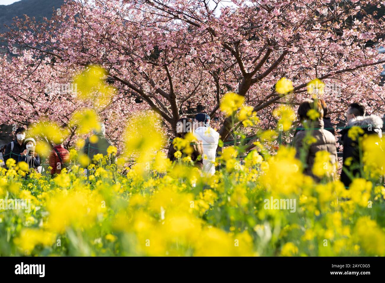Kawazu Cherry blossom festival, Kawazu-cho, Kamo-gun, Shizuoka ...