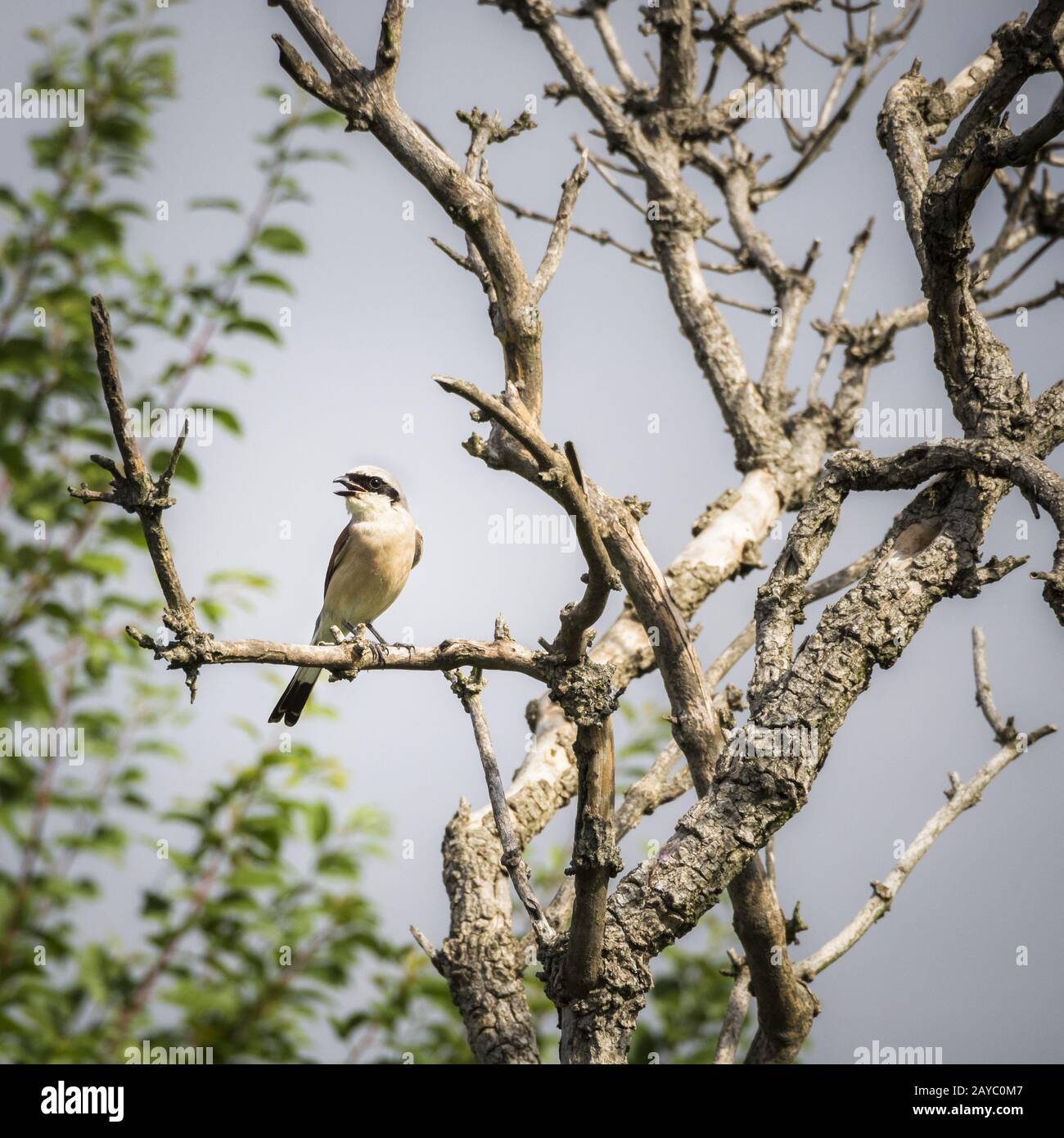 Red-backed Shrike bird with insect as prey Stock Photo - Alamy
