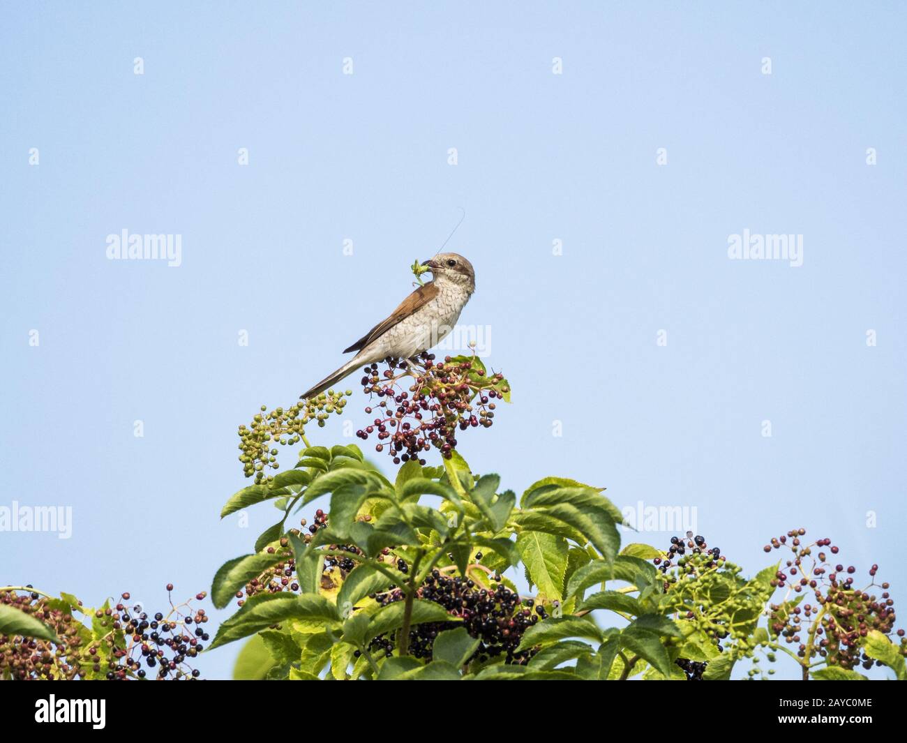 Red backed bird hi-res stock photography and images - Alamy