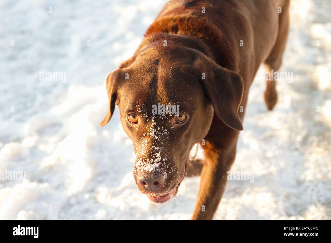 Funny scene with a dog hi-res stock photography and images - Alamy