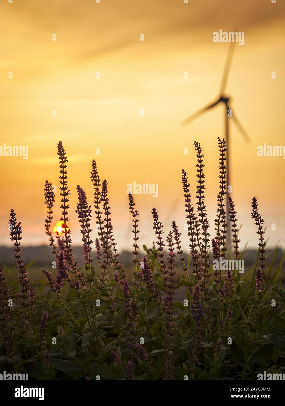 Windmill field flowers hi-res stock photography and images - Alamy