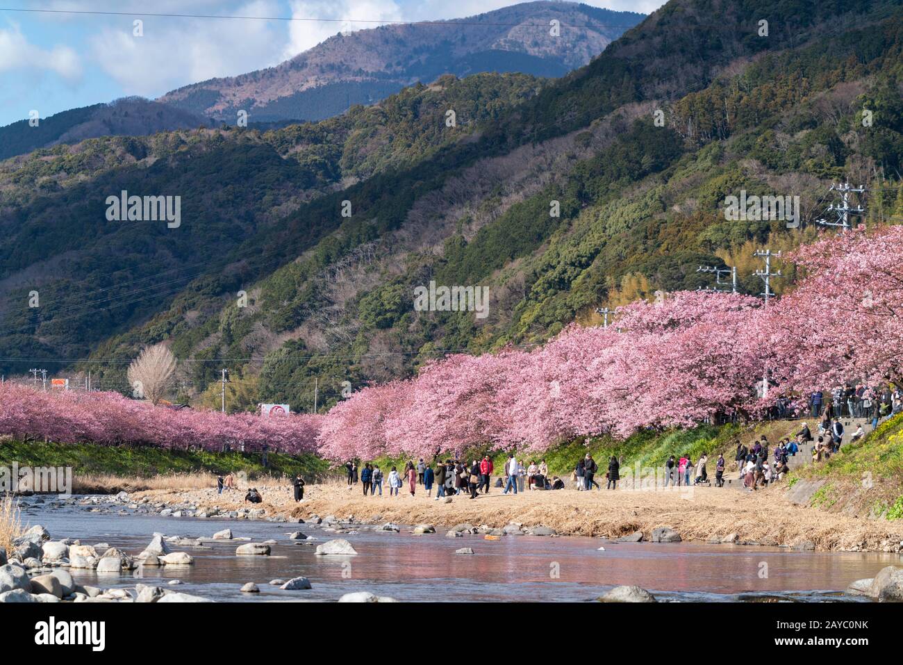 Kawazu Cherry blossom festival, Kawazu-cho, Kamo-gun, Shizuoka ...
