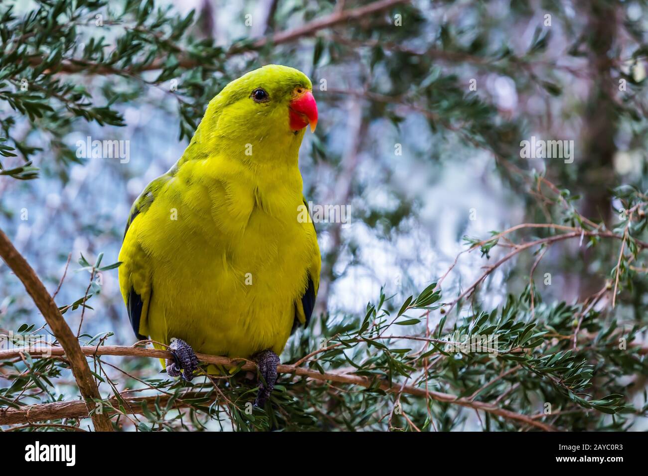 Brightly yellow Australian wavy parrot Stock Photo - Alamy