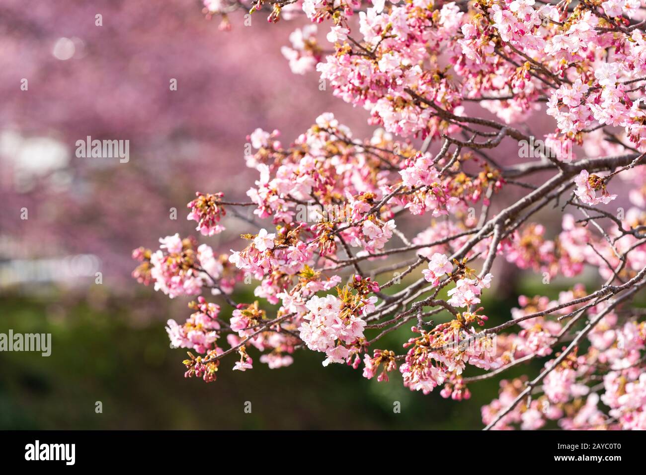 Kawazu Cherry blossom festival, Kawazu-cho, Kamo-gun, Shizuoka ...