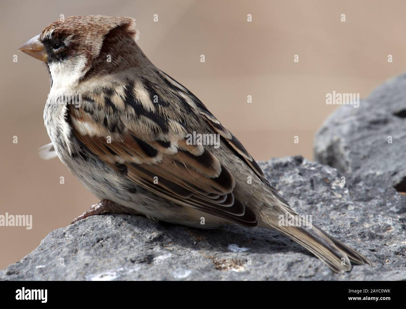 Spanish Sparrow, Fuerteventura, Spain, Canary Islands Stock Photo - Alamy