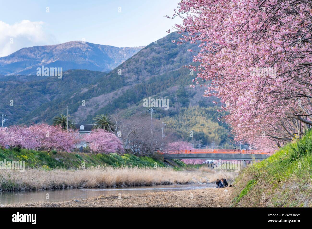 Kawazu Cherry blossom festival, Kawazu-cho, Kamo-gun, Shizuoka ...
