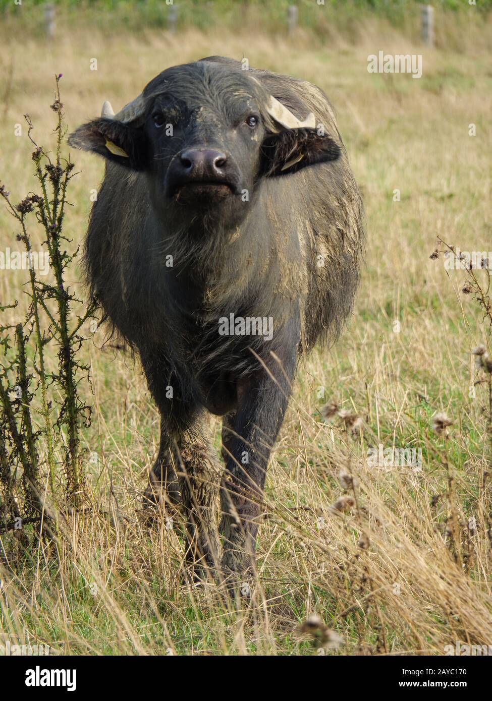 cow in germany Stock Photo - Alamy