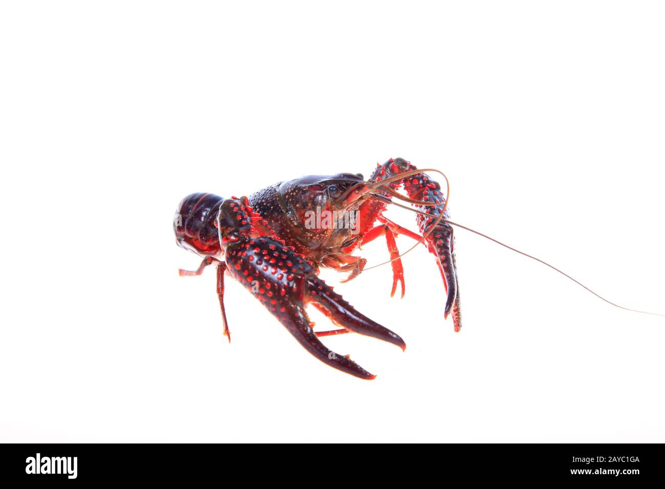 How to eat crawfish Cut Out Stock Images & Pictures - Alamy