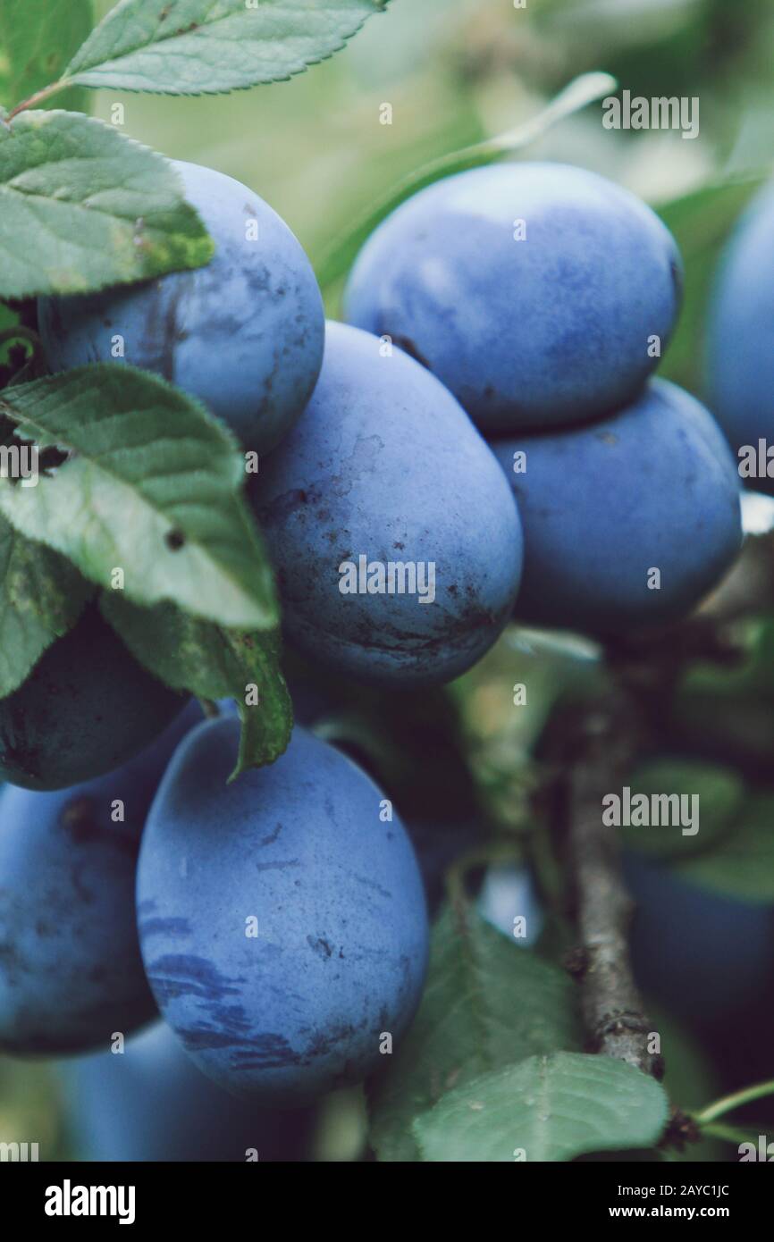 Blue plums on tree hi-res stock photography and images - Alamy
