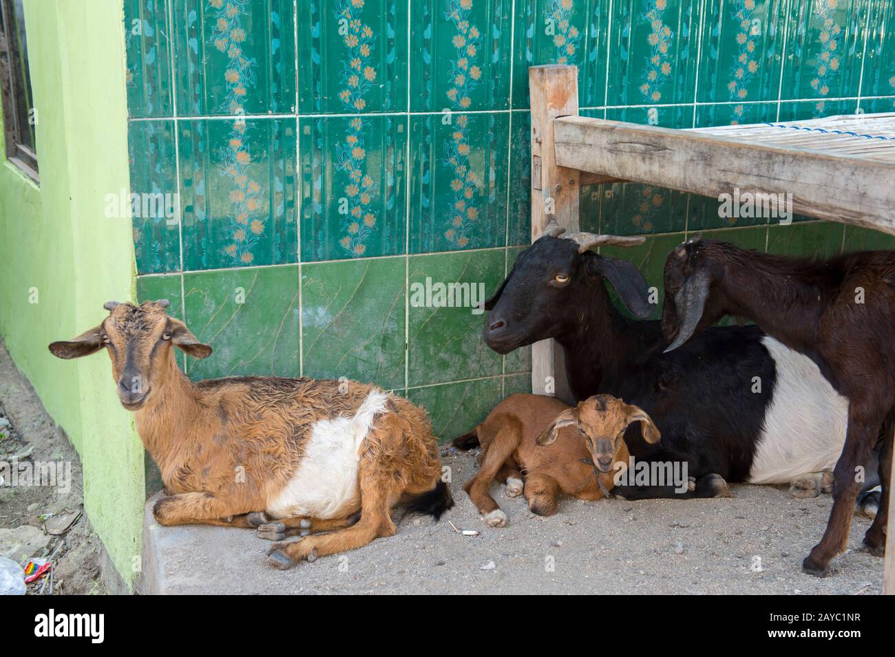 Village scene with goats in the Bajau Sea Gypsy village on Bungin ...