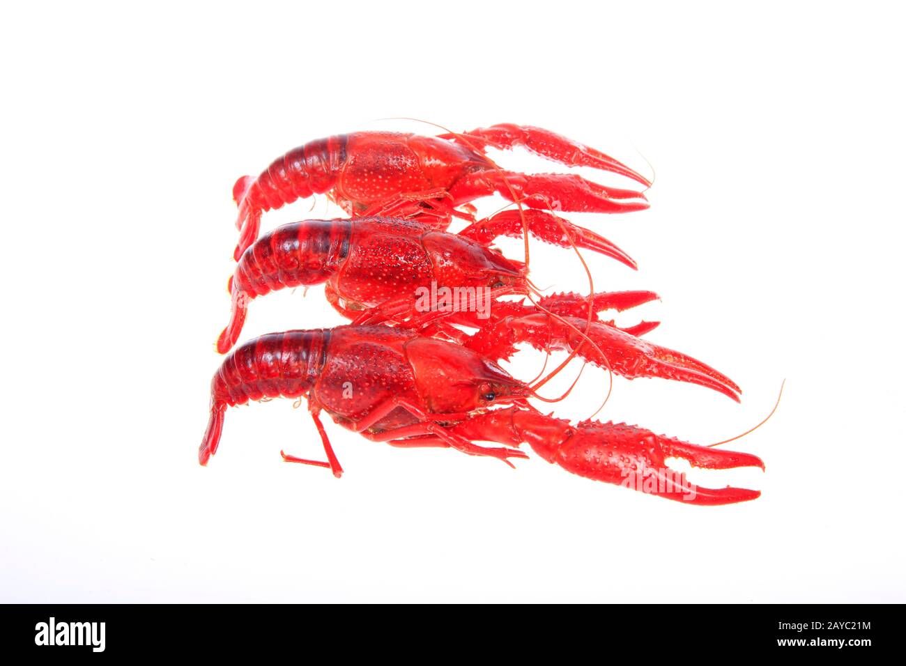 Crawfish, white background, close-up Stock Photo - Alamy