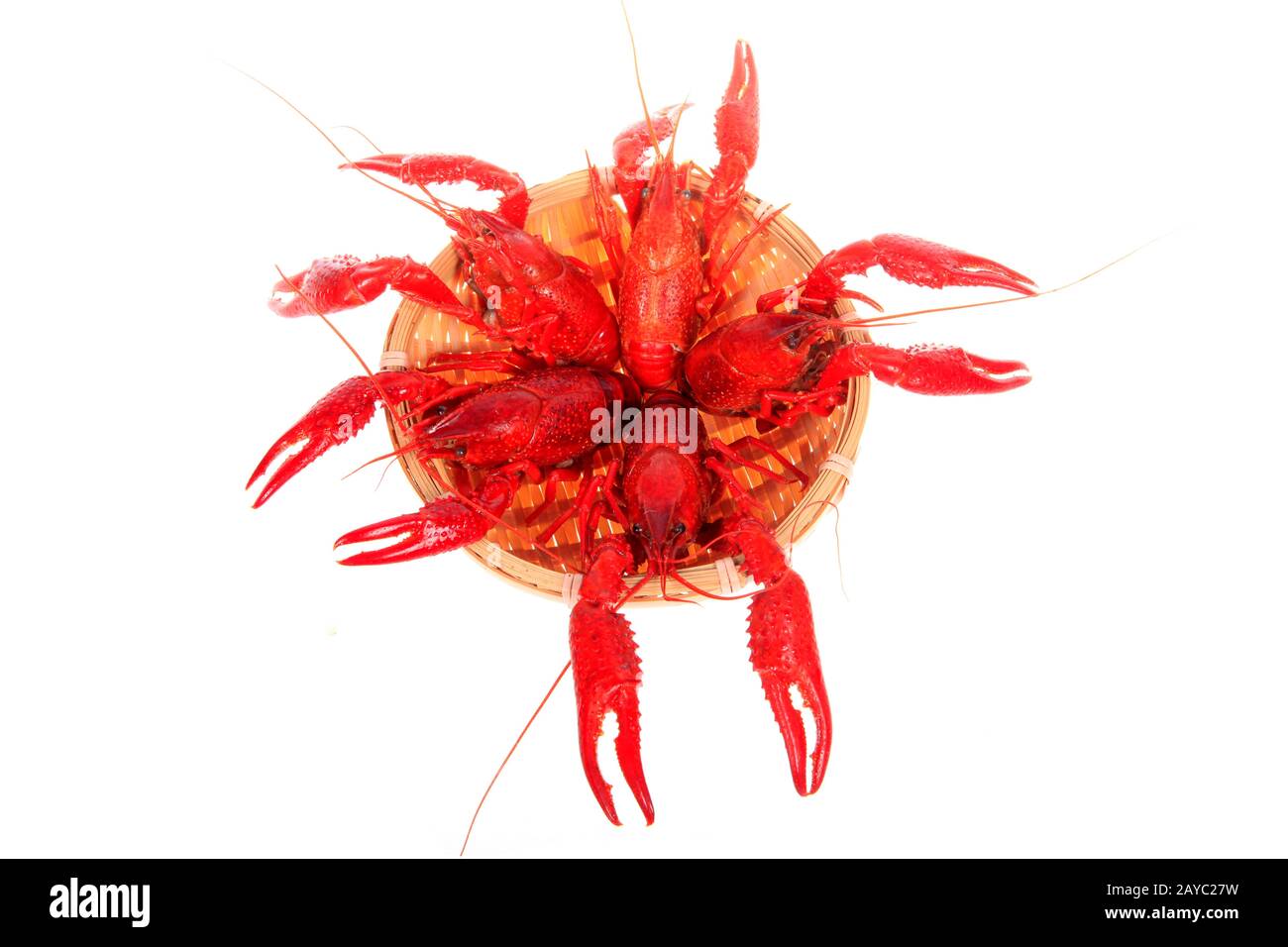 Crawfish, white background, close-up Stock Photo - Alamy